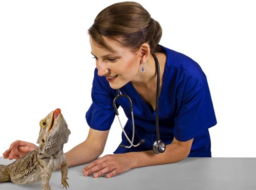 » Reptiles | Evergreen Avian and Exotic Animal Hospital